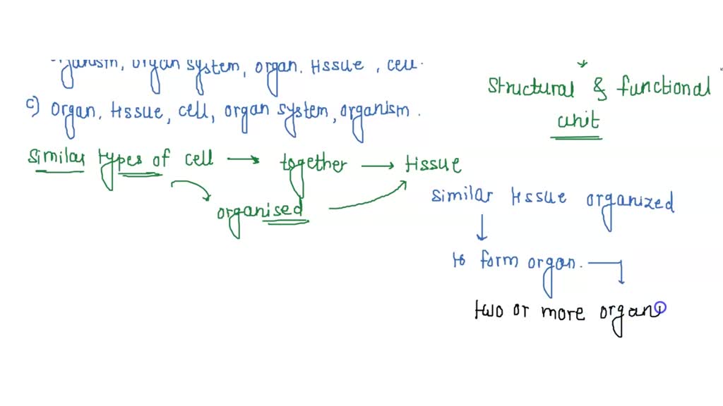 SOLVED: organ cell organism tissue and organ system map 7th grade science