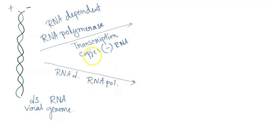 SOLVED: Produces a diagram of the replication of a single-stranded DNA ...