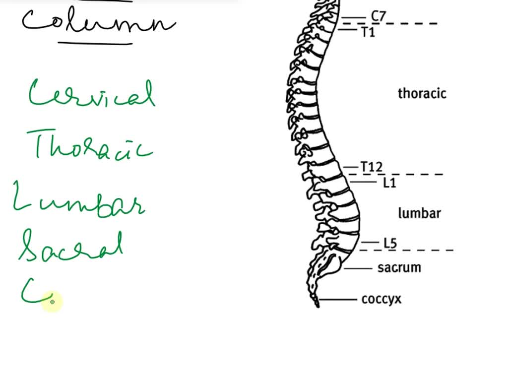 SOLVED: Identify the bones and bone markings in the accompanying photo ...