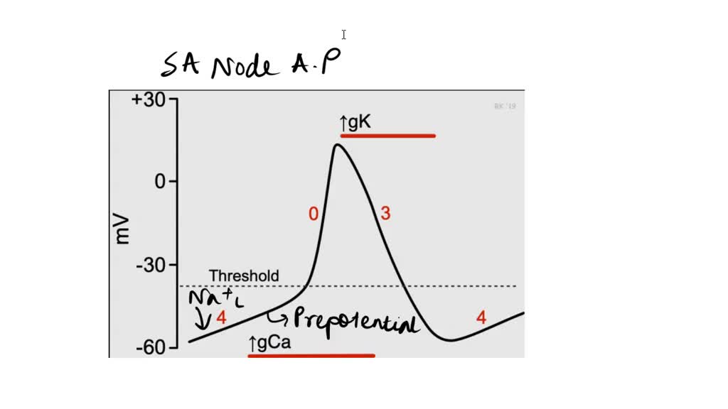 SOLVED: Use the axes at right to sketch the action potential for a ...