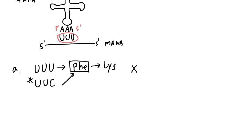 SOLVED: Refer to the genetic code (last page) for this question. A ...