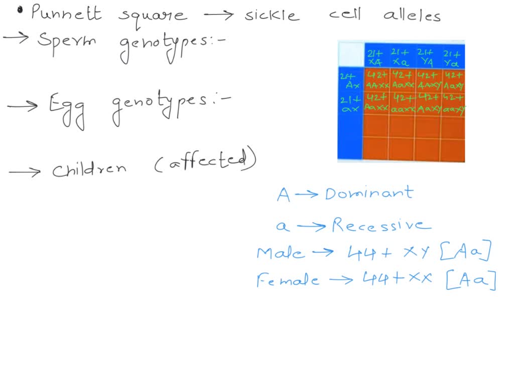 SOLVED: Questions: Draw a Punnett square showing the possible offspring ...