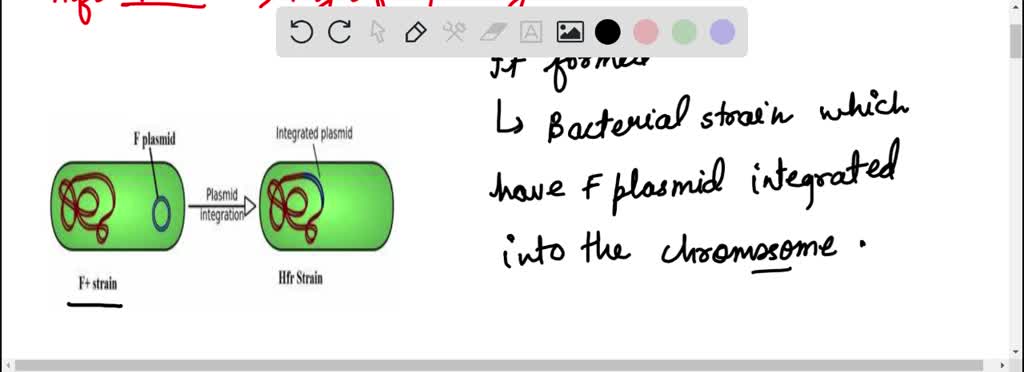 SOLVED:What is an Hfr strain and how is it formed?