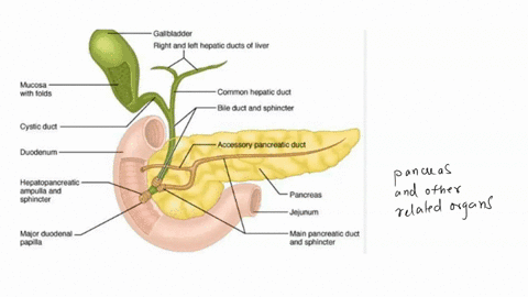 Tructure of the gallbladder and its...