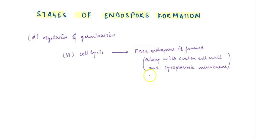 SOLVED: What are the stages of endospore formation? a. pleomorphism and ... SOLVED: What are the stages of endospore formation? a. pleomorphism and ...
