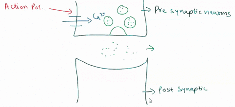 Part A - Sequence of Events During Excitation-Contraction...