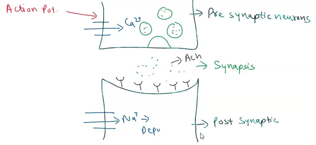 SOLVED: The conversion of an action potential (AP) generated by a motor ...