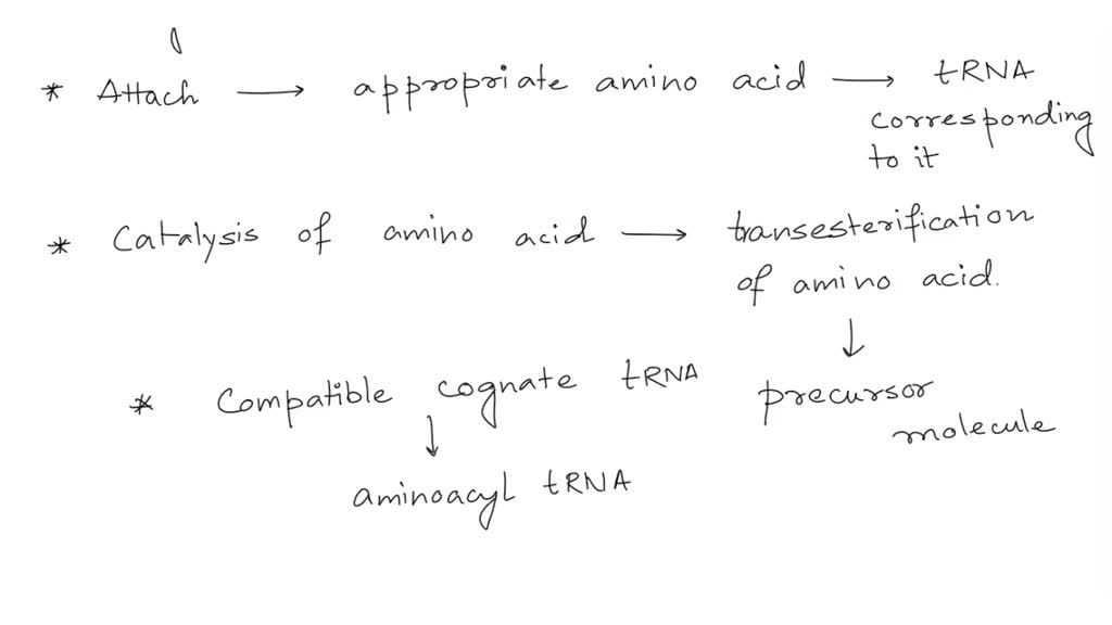 SOLVED: In translation. what is the function of aminoacyl-tRNA ...