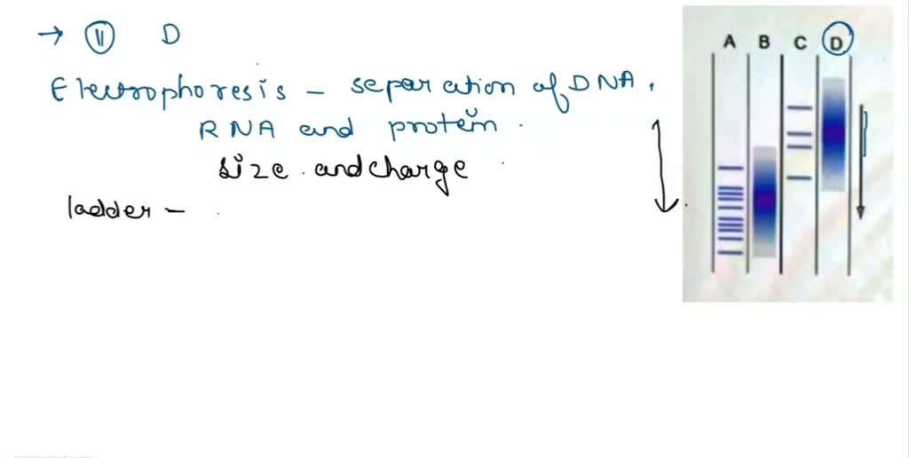 SOLVED: The following picture shows the ethidium bromidestained bands ...