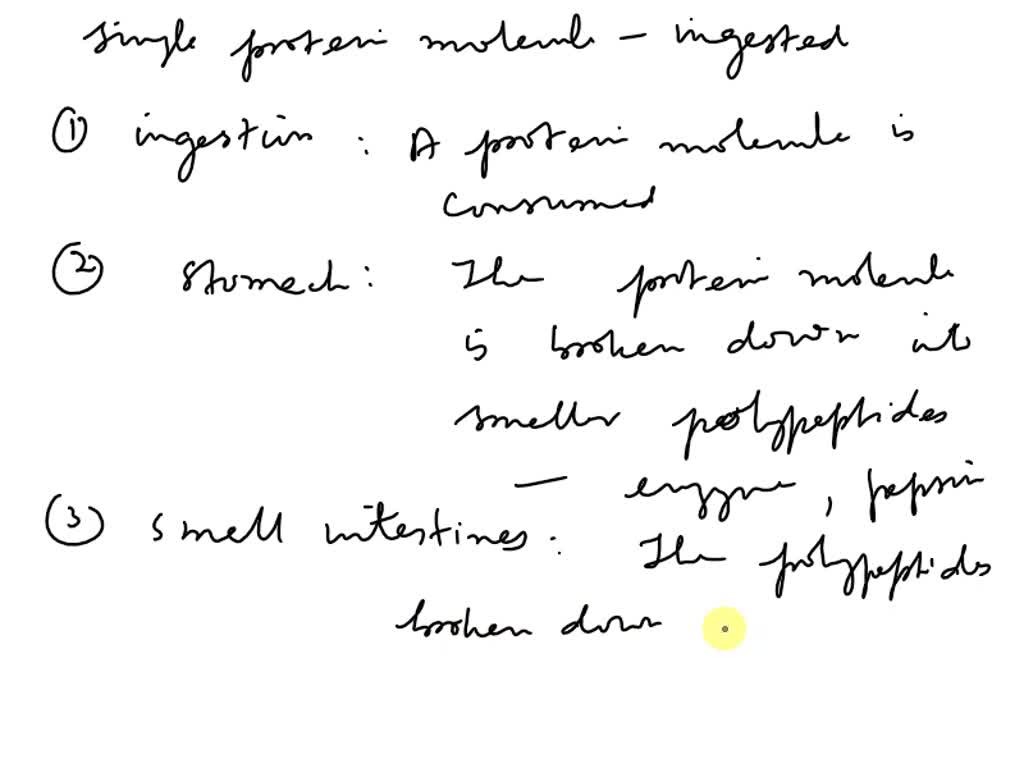 Trace the path of a single protein molecule that has been ingested: The ...