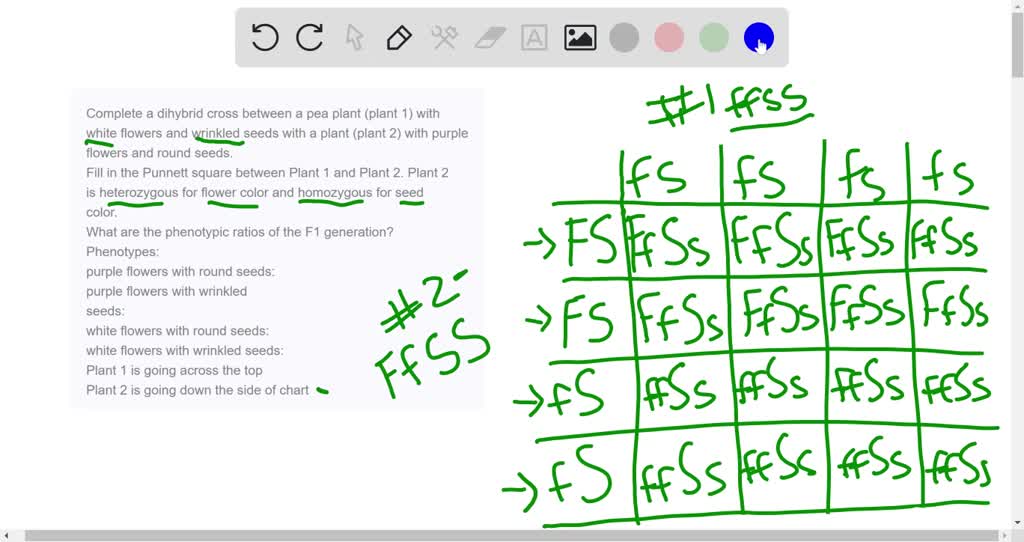SOLVED: Complete a dihybrid cross between a pea plant (plant 1) with ...