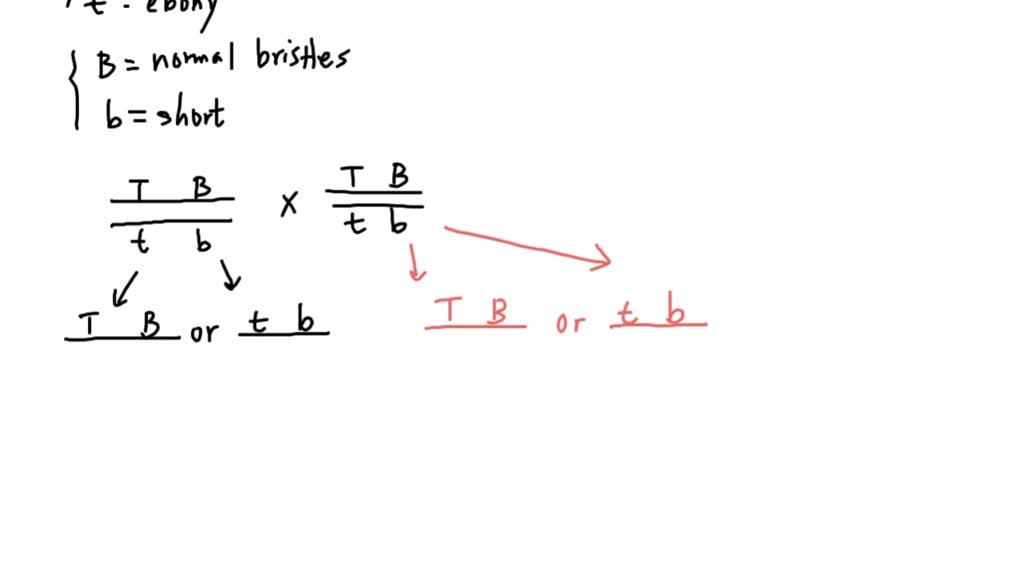 SOLVED: In the fruit fly Drosophila, the gene “T” for tan body color is ...