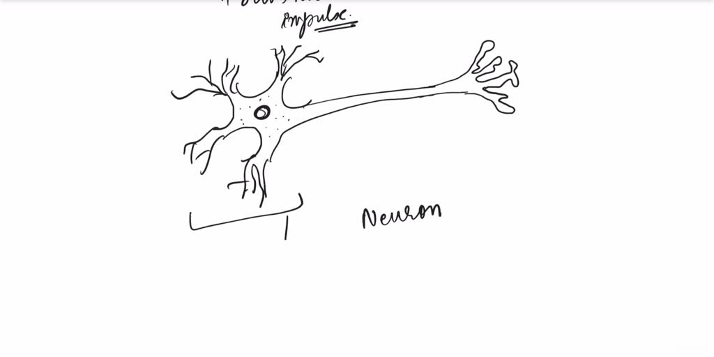 SOLVED: Draw the structure of a neuron and label the following on it: Nucleus, Dendrite, Cell ...