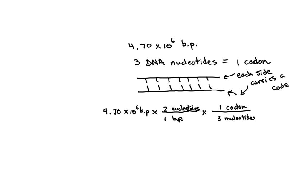 Solved The Genetic Information Contained In Dna Consists Of A Linear Sequence Of Coding Units