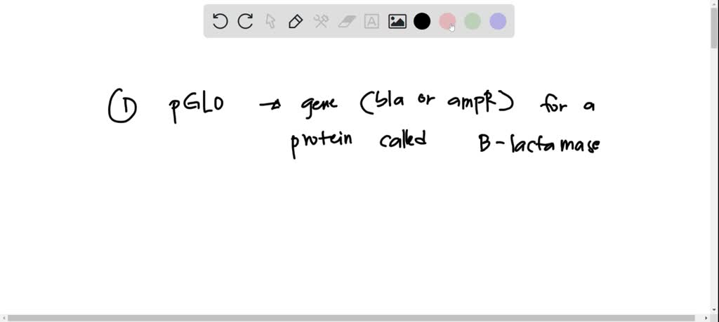 SOLVED: In the pGlo lab, the incubation period after heat shocking your ...