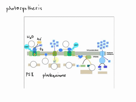 #1: Fill in this concept map depicting the major steps in ...