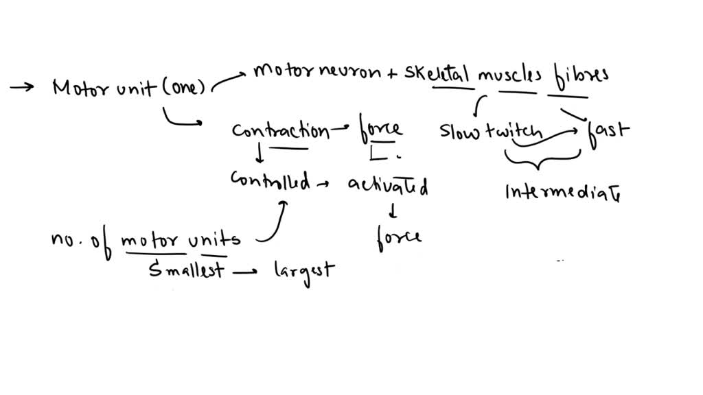 SOLVED: 6. Describe the order of motor unit recruitment in terms of ...