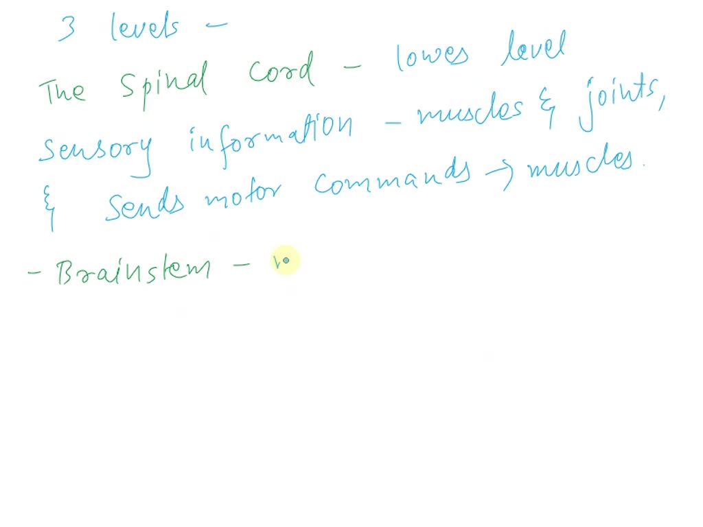 Solved Summarize The Structures And Functions Of The Motor Control Hierarchy