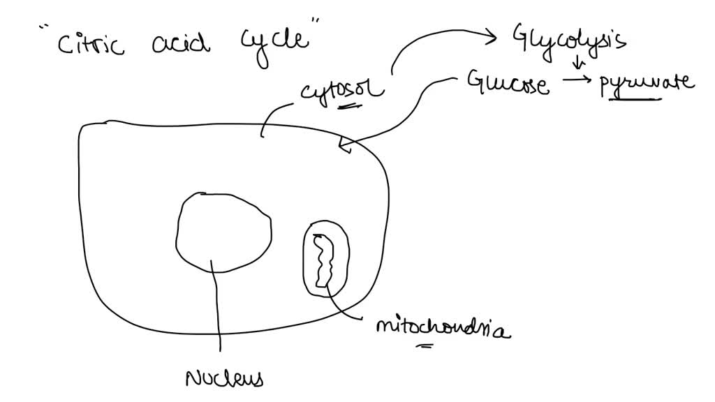 SOLVED: Where does the citric acid cycle and oxidative phosphorvlation ...