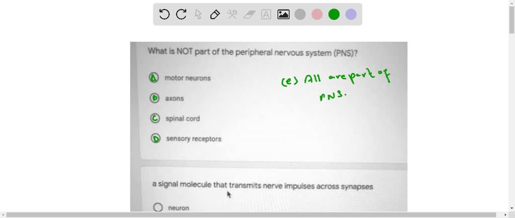 Solved What Is Not Part Of The Peripheral Nervous System Pns Motor