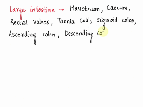 Anatomy of Large vs. Small Intestine: Gross and Microscopic...