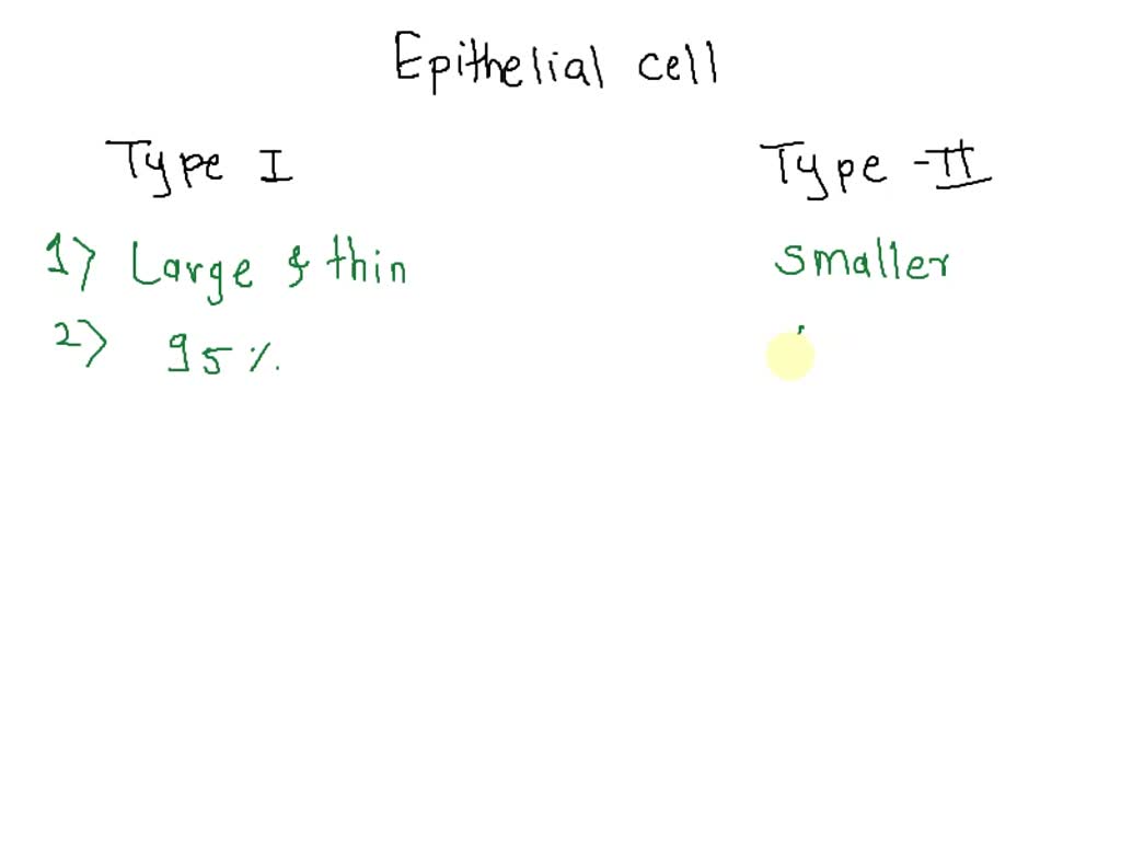 SOLVED: Distinguish between a Type I and Type II epithelial cell.