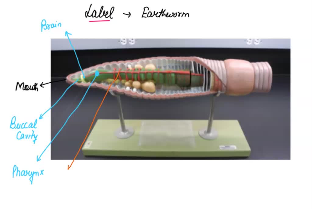 SOLVED: Interpret this model of an earthworm (phylum Annelida).