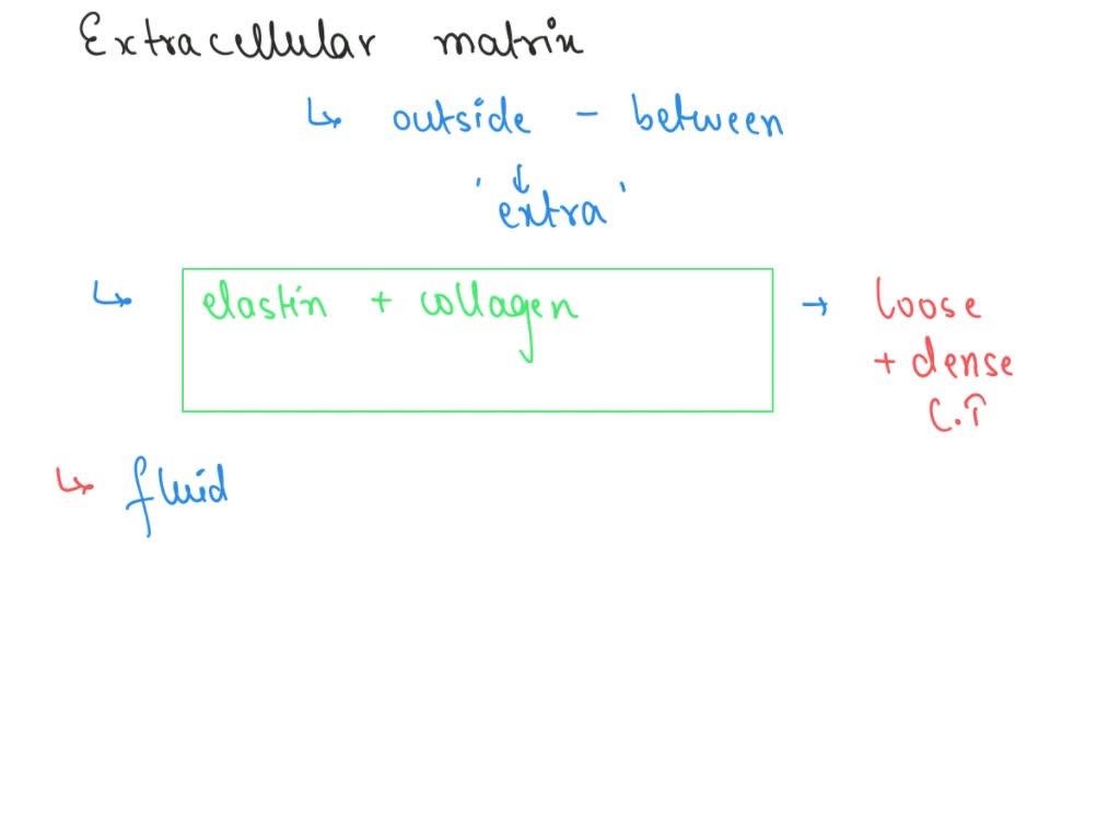 SOLVED: The extracellular matrix of blood tissue consists of plasma ...