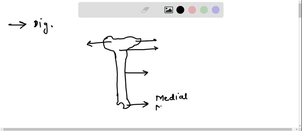 SOLVED: anterior/ventral distal proximal posterior/dorsal medial deep ...