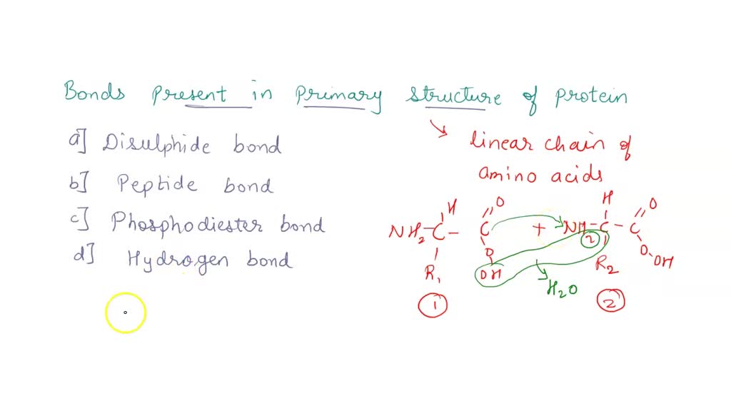 SOLVED: 'Which bonds are created during the formation of the primary ...