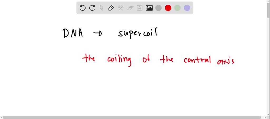 SOLVED: Supercoiling is the coiling of antiparallel single strands of ...