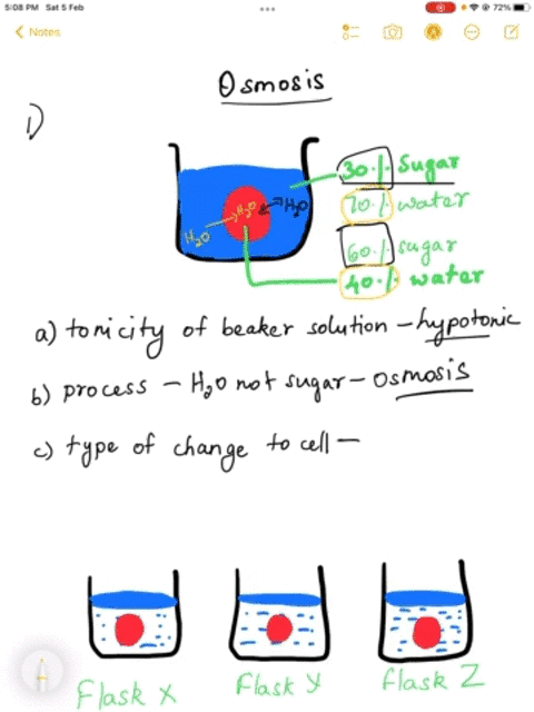 Hypertonic Solution In A Beaker