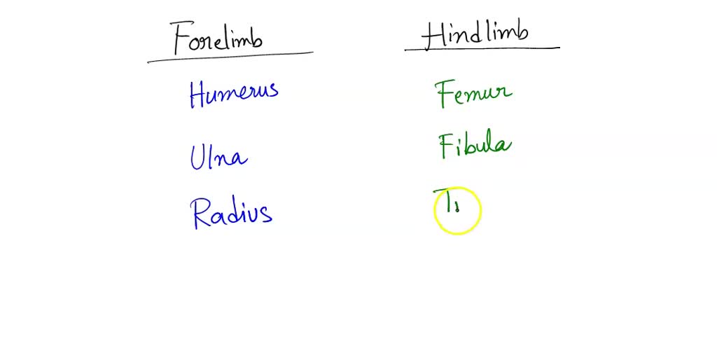 SOLVED: Part III:Evidence from Limb Structure If organisms are related ...