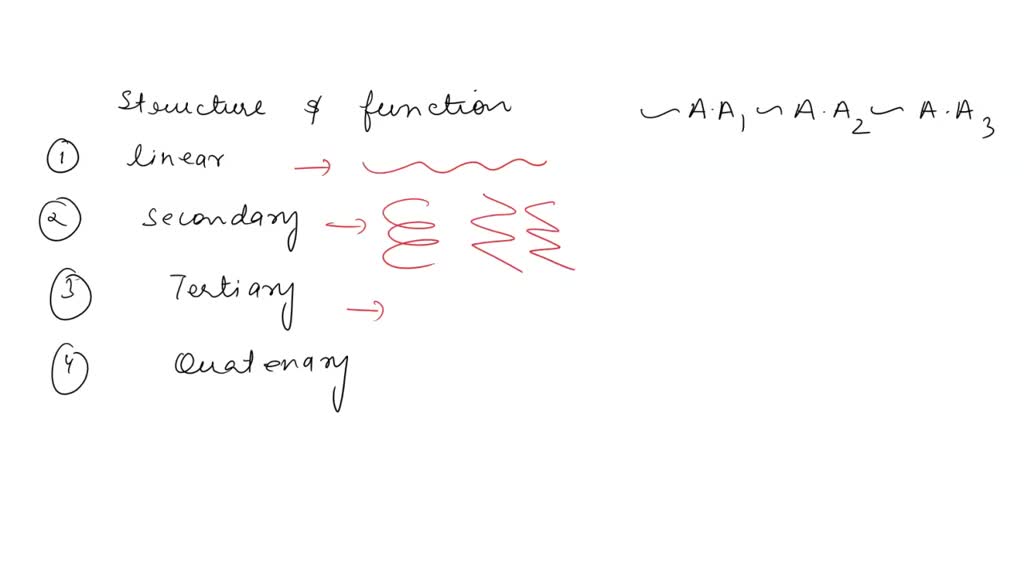 SOLVED: 1. Explain the relationship between structure and function ...