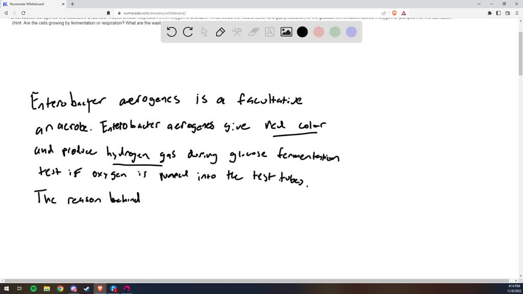 SOLVED: Enterobacter aerogenes is a facultative anaerobe. It is capable ...