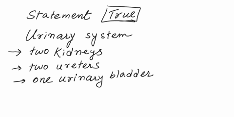Left kidney right kidney ureters pelvis bladder sphincter...
