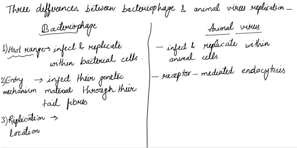 SOLVED: compare and contrast bacteriophages and animal viruses based on ...