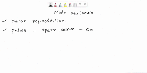 Label the female perineum using the hints...
