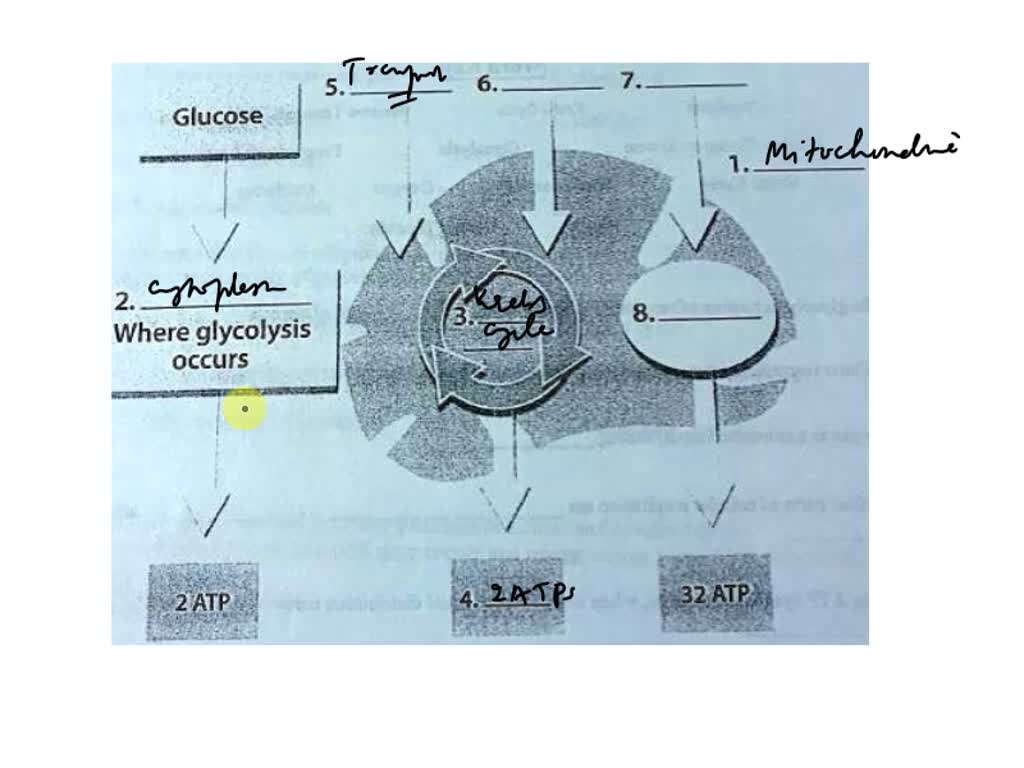 SOLVED: Cellular Respiration - Label the Diagram Fill in the labels for the diagram below to ...