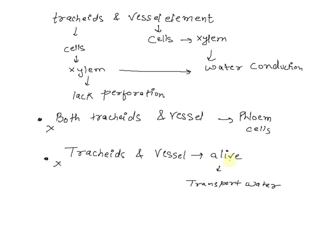 SOLVED: Which of the following statements are true regarding tracheids and vessel elements ...