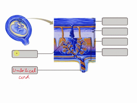 Drag the appropriate labels to their respective targets. Renal ...