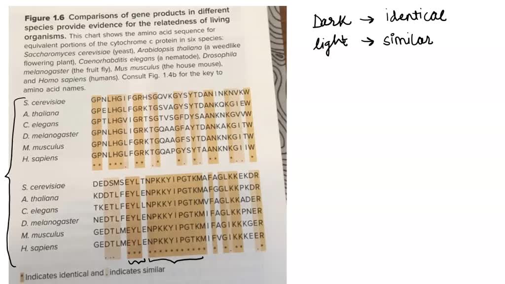 SOLVED: Figure 1.6 shows the amino acid sequences of parts of the ...