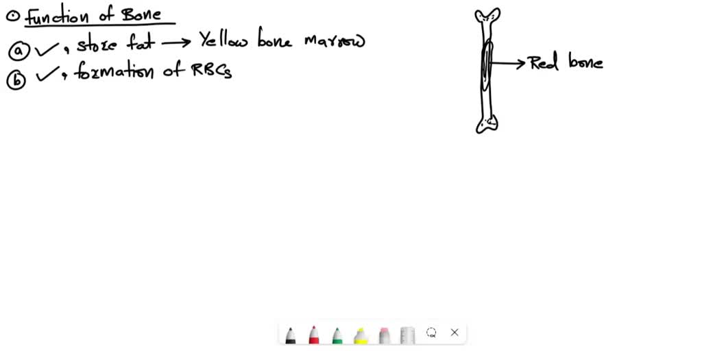 SOLVED: Texts: Match the following. 1. bones 2. marrow 3. cartilage 4 ...