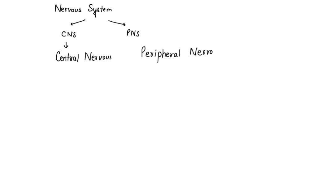 SOLVED: Which structure(s) is(are) only found in the autonomic nervous system? A B C D E