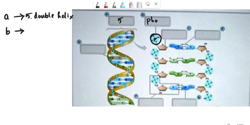 SOLVED: DNA Strand match each labeled structure with its name Nitrogen ...