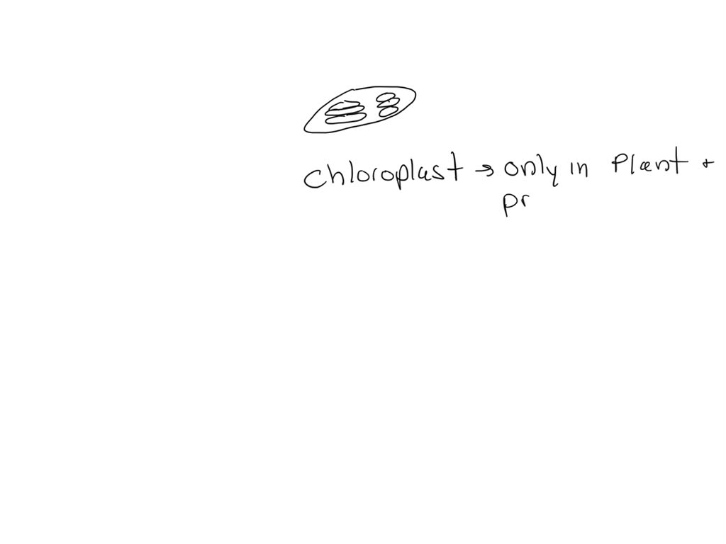 SOLVED: chloroplasts and why is it important to the cell SOLVED: chloroplasts and why is it important to the cell