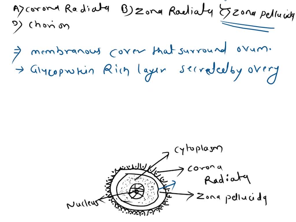 SOLVED: The membranous cover of follicular cells around the ovum of ...