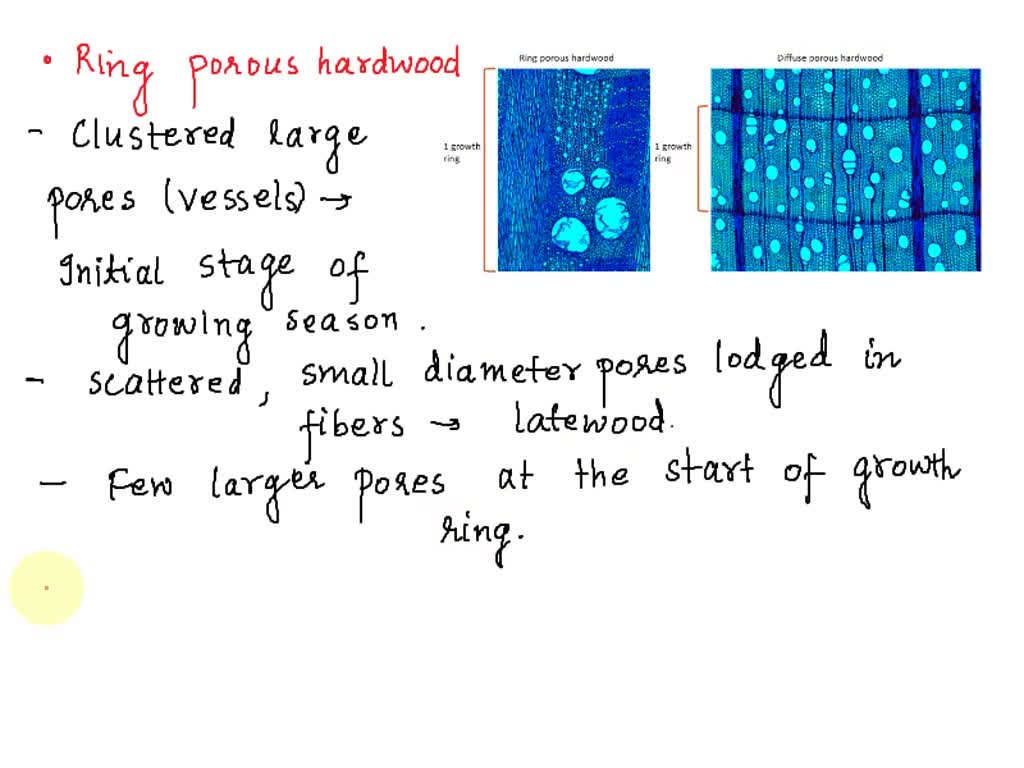 SOLVED: The structural basis for the visibility of a growth ring is ...