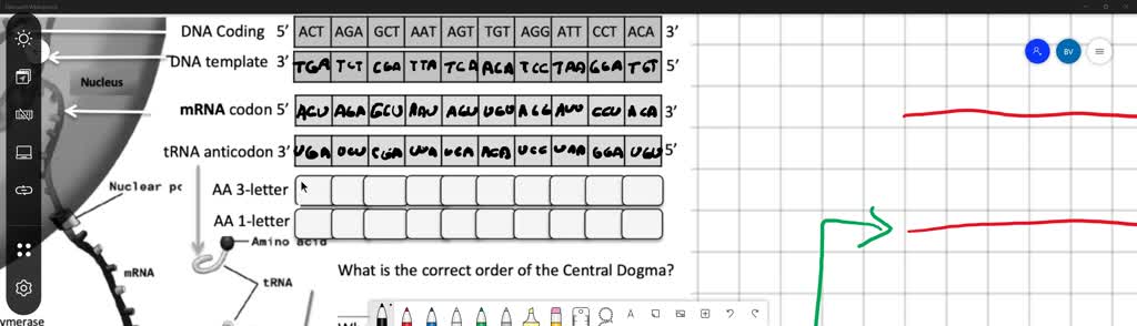 SOLVED: I0 340 Activity # 1: DNA and the Central Dogma Complete: DNA ...