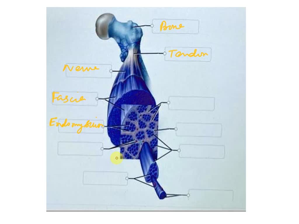 SOLVED: Text: 2 words. 6 e. 1. h. Tendon Deep fascia Epimysium Skeletal ...